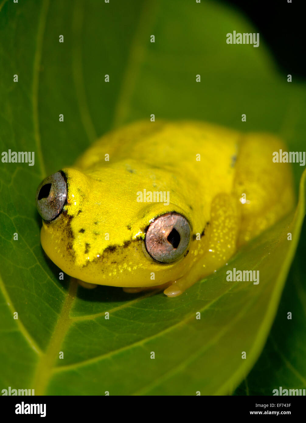 Blue-back reed frog (Heterixalus madagascariensis), Maroantsetra ...