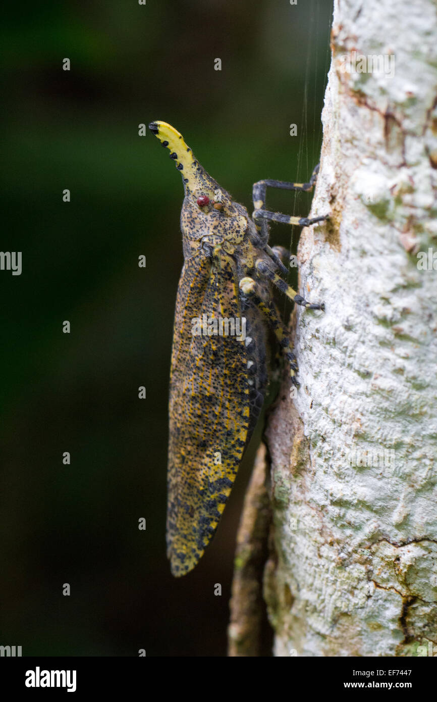 Extremely rare beetle (Zanna pauliani), rainforest of Andasibe, Eastern ...