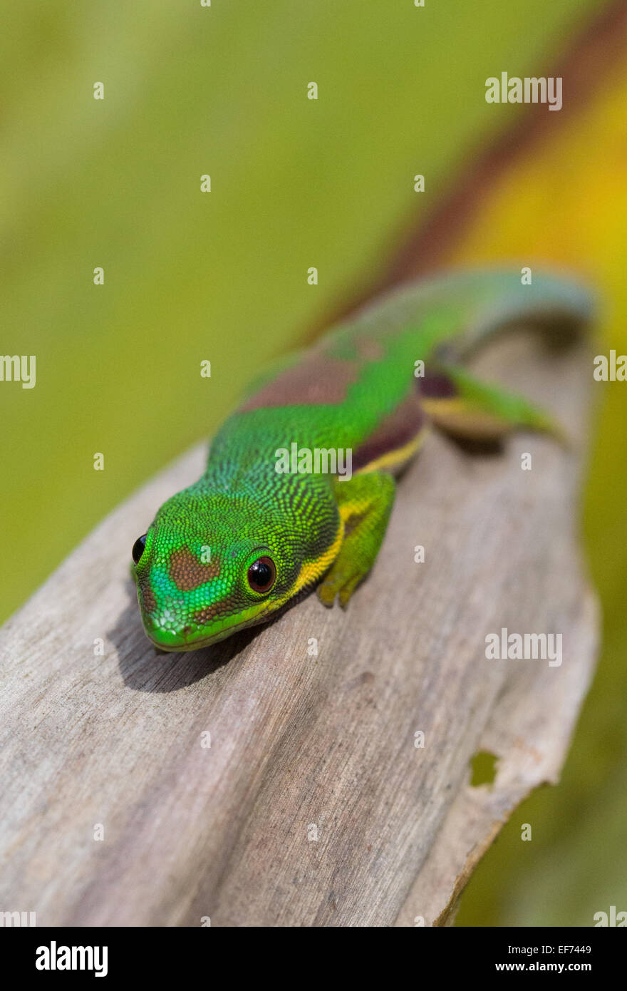 Lined day gecko (Phelsuma lineata), Andasibe, eastern Madagascar ...