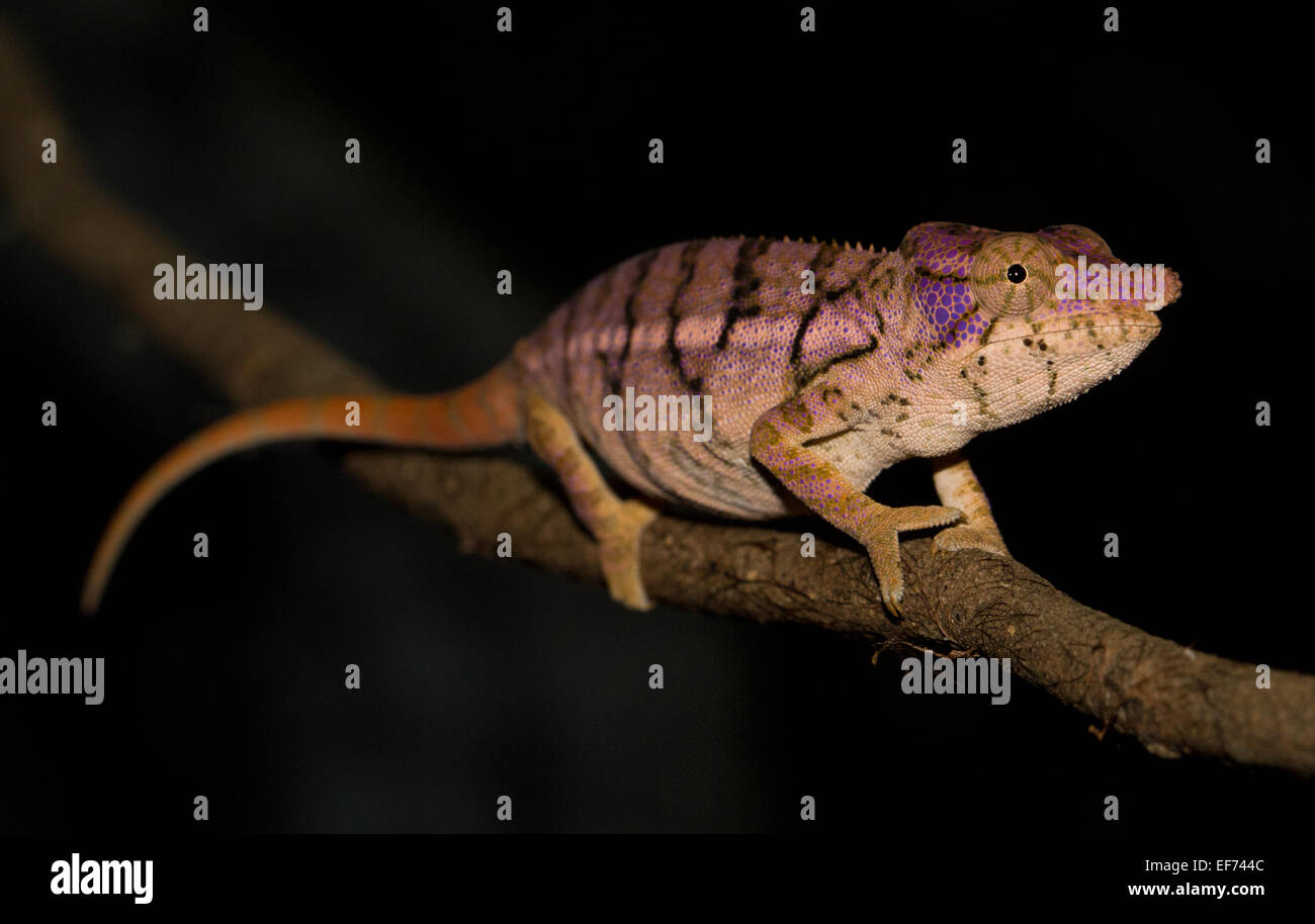 Rhinoceros Chameleon (Furcifer rhinoceratus) in the dry forests of ...