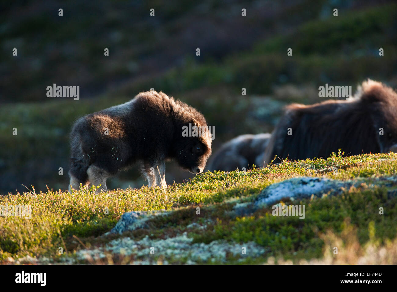 Musk ox calf Stock Photo - Alamy