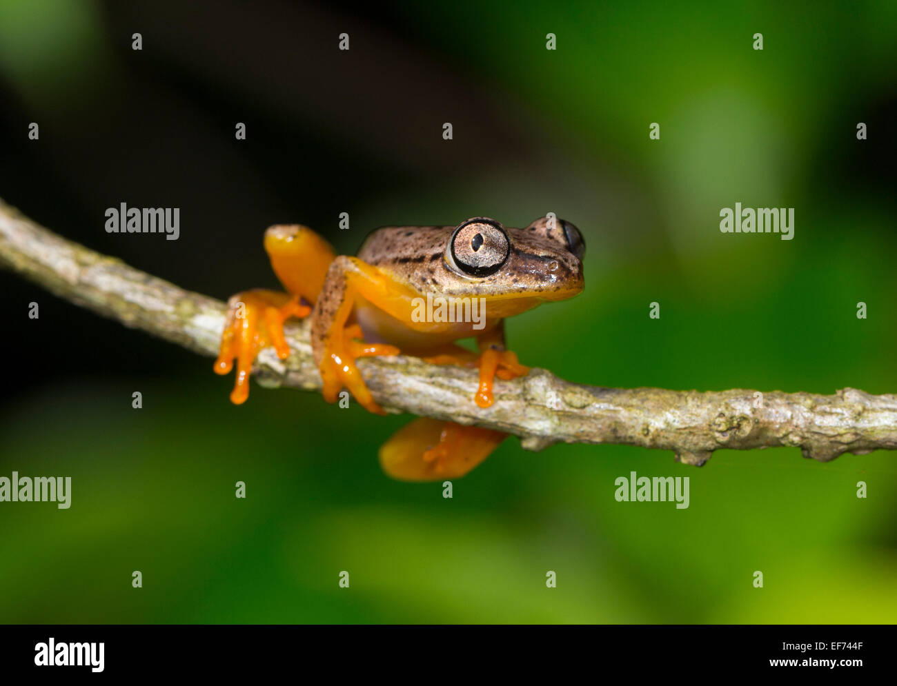 Spotted Madagascar Reed Frog (Heterixalus punctatus), Maroantsetra ...