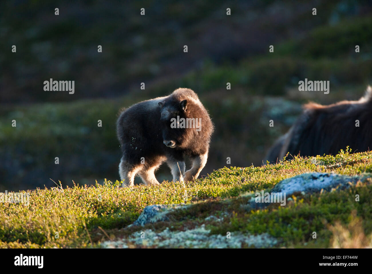 Musk ox calf Stock Photo - Alamy