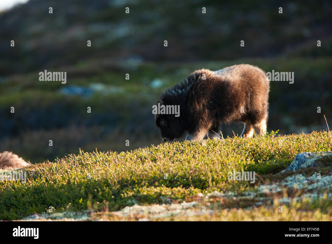 Musk ox calf Stock Photo - Alamy