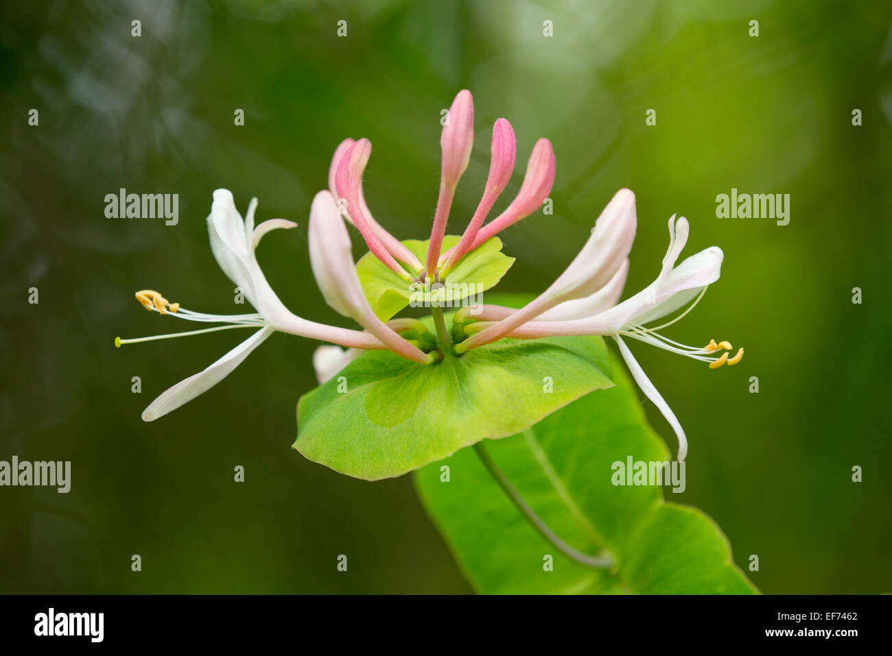 Honeysuckle lonicera caprifolium hi-res stock photography and images ...