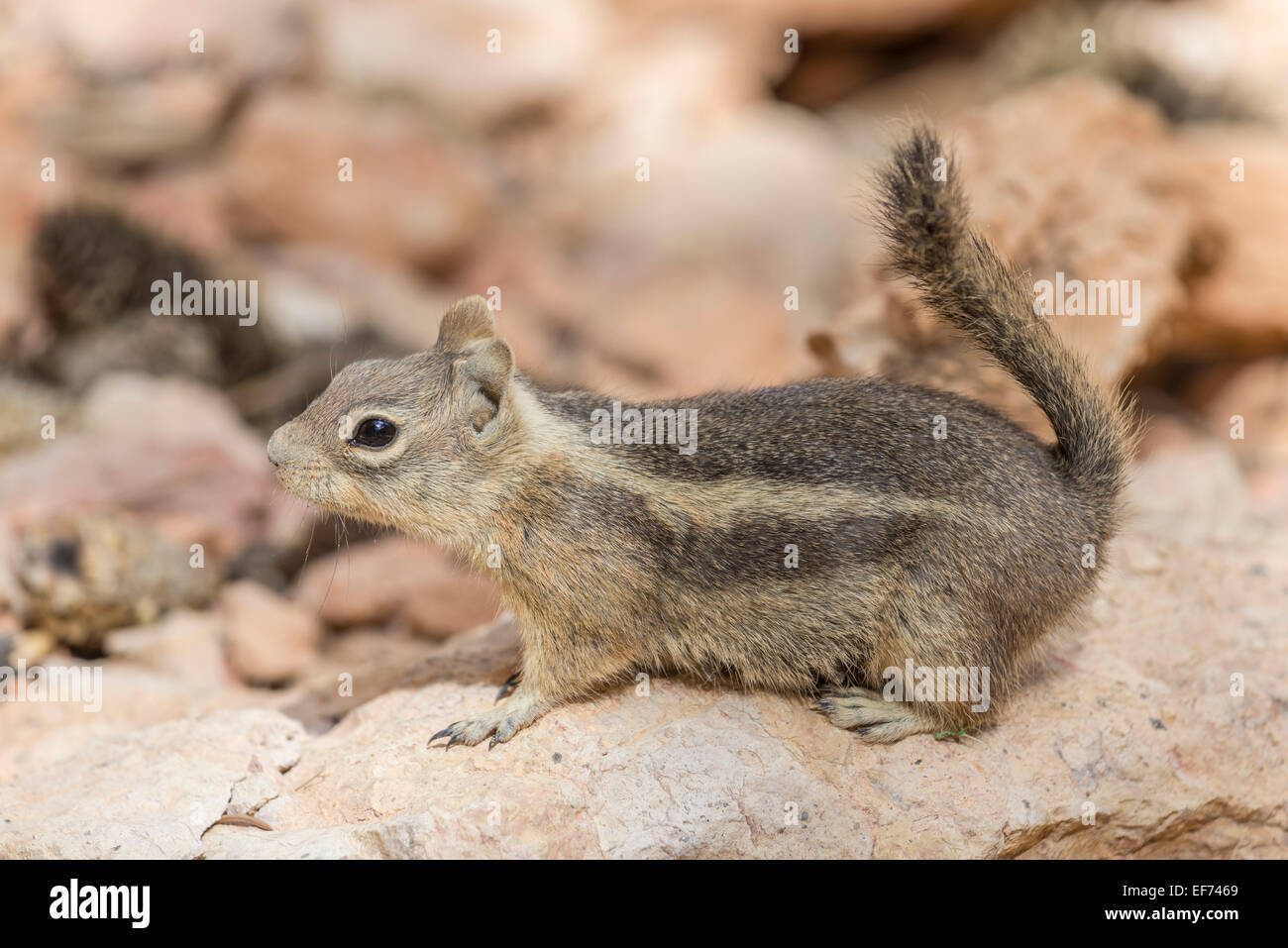 Harris' Antelope Squirrel (Ammospermophilus harrisii), Bryce Canyon ...