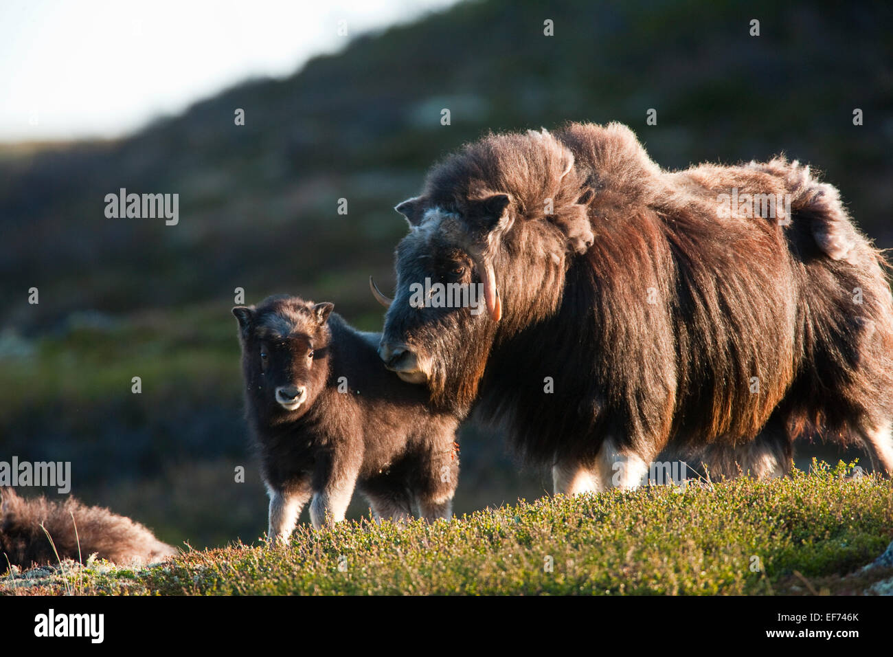 Female musk ox and a calf Stock Photo - Alamy
