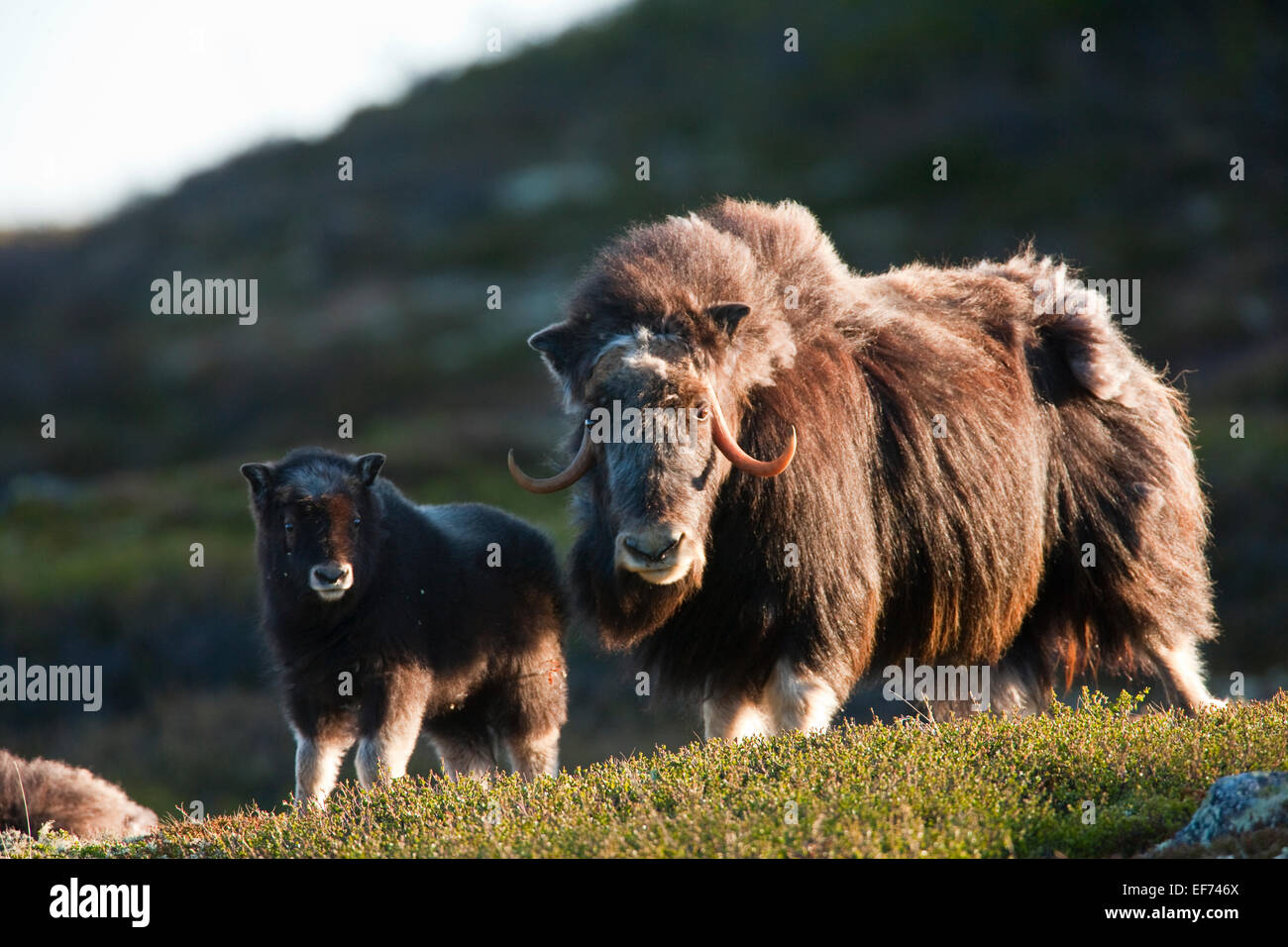 Female musk ox and a calf Stock Photo - Alamy