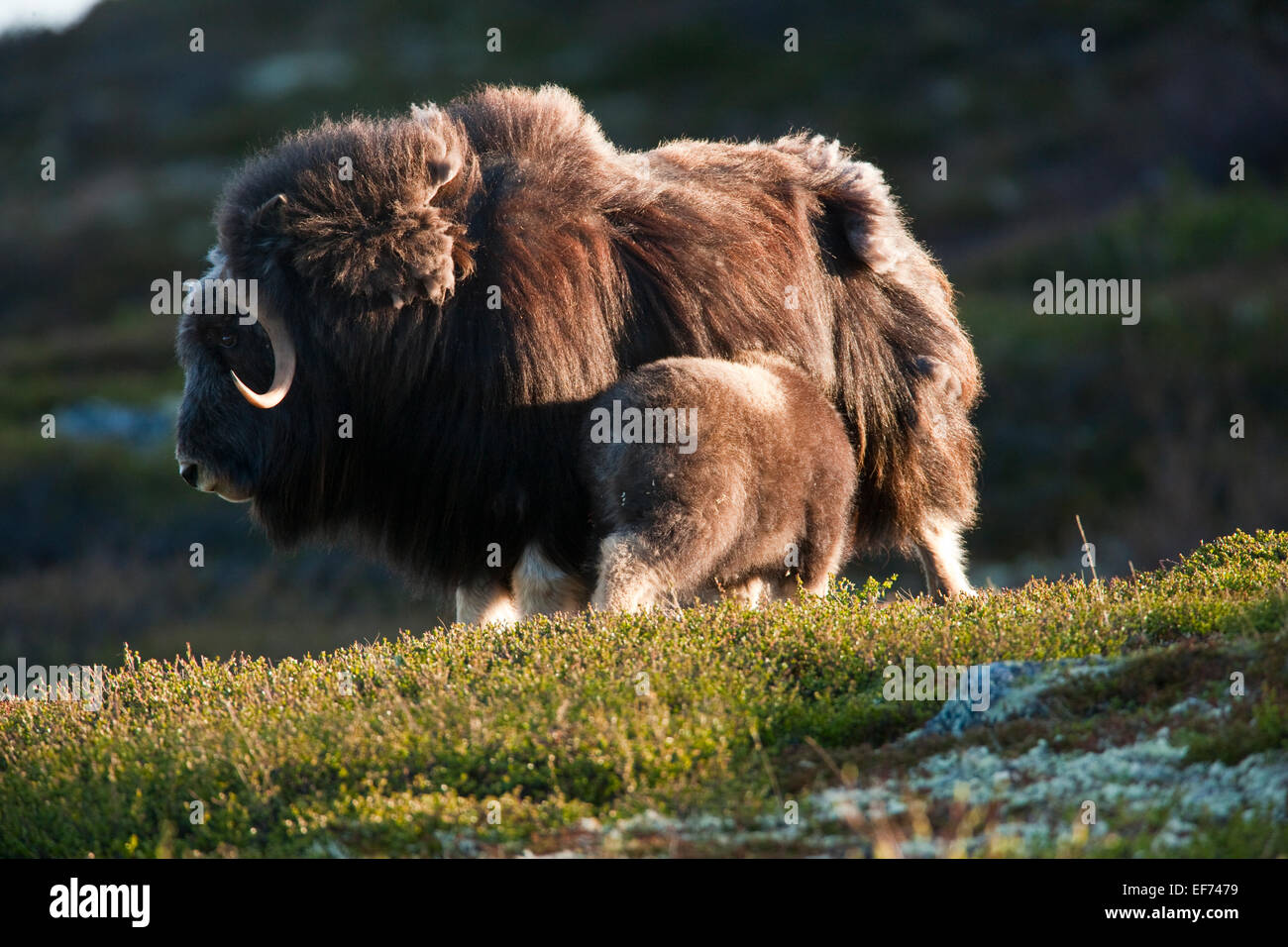 Female musk ox nursing a calf Stock Photo - Alamy