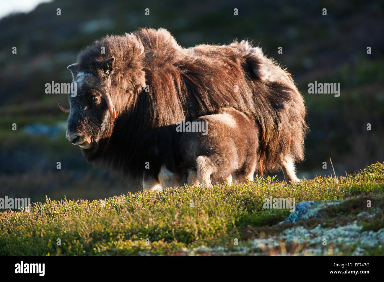 Female musk ox nursing a calf Stock Photo - Alamy