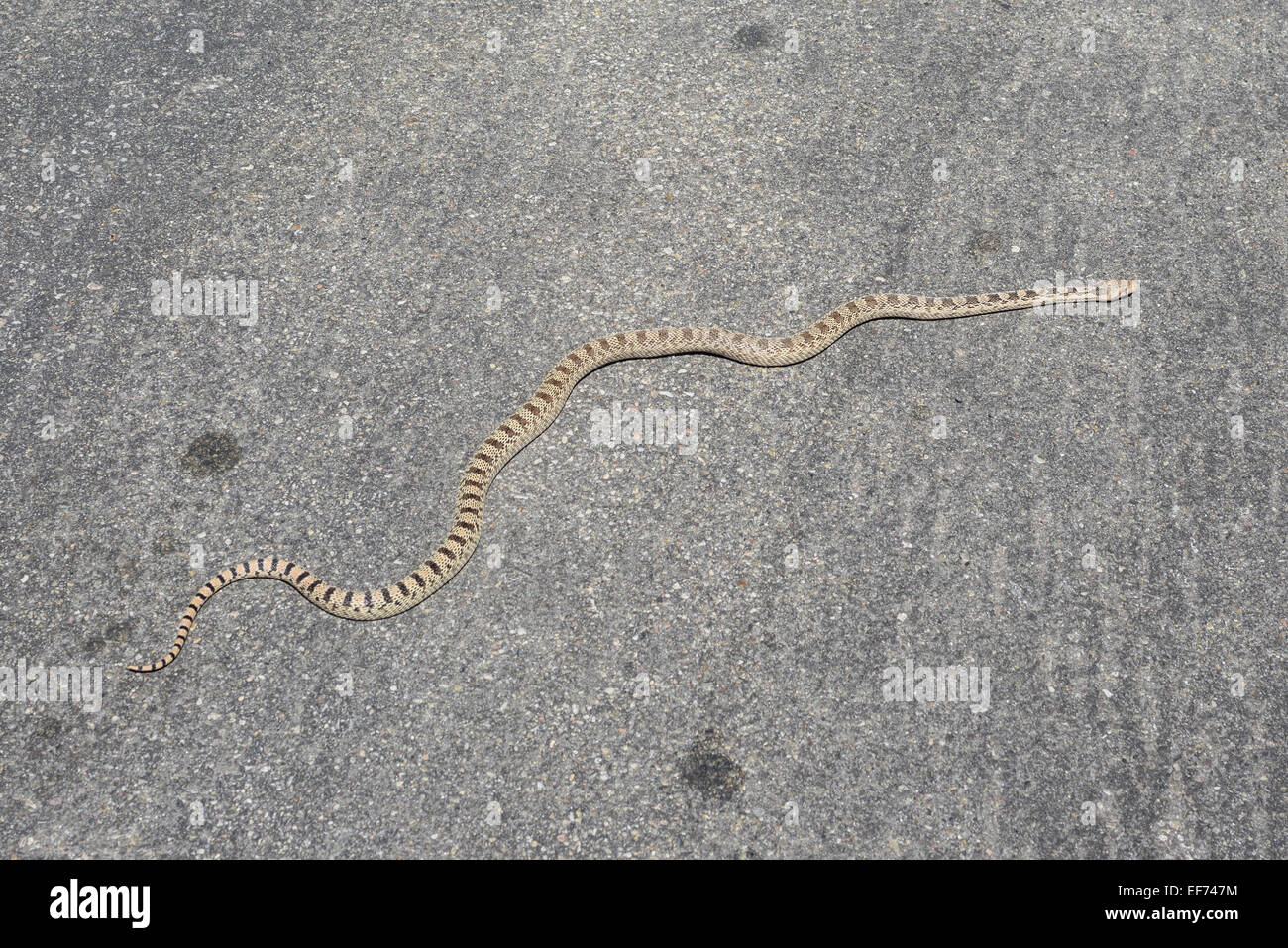 Gopher snake hi-res stock photography and images - Alamy