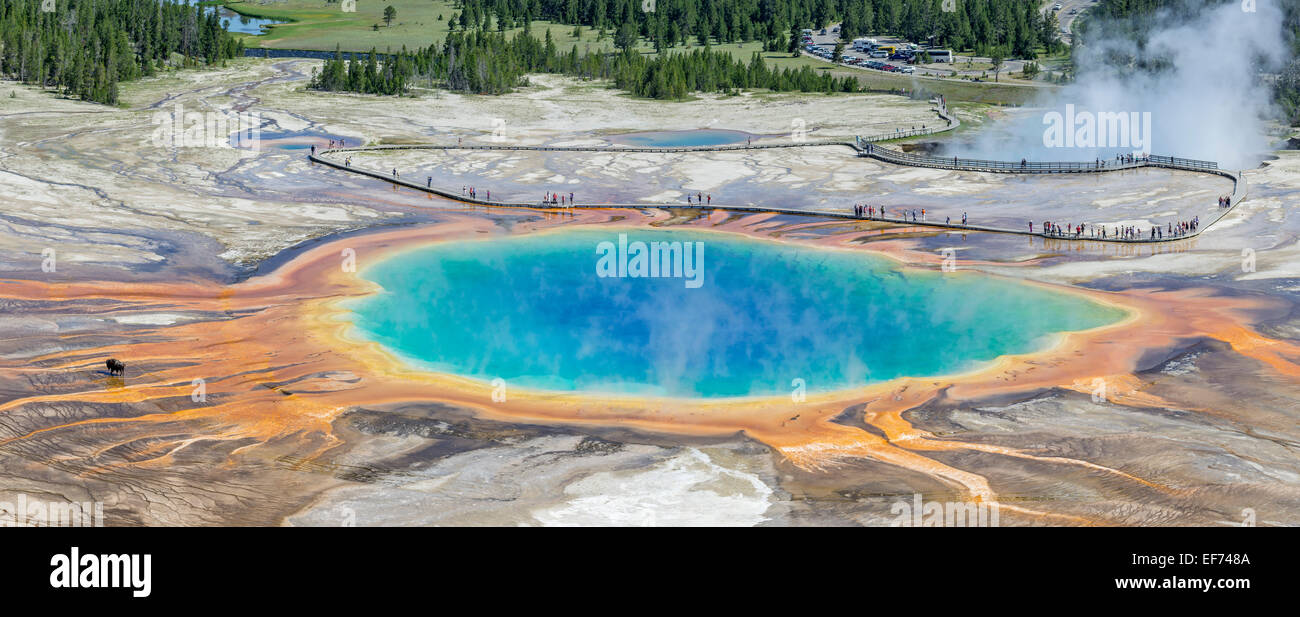 Sinter crust of the Grand Prismatic Spring, Bison on the left ...