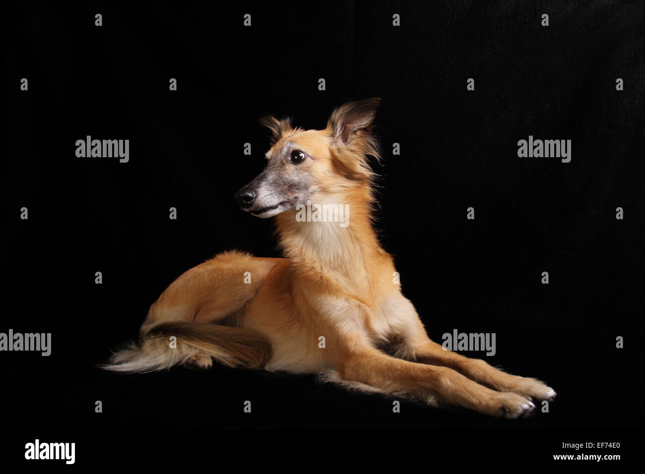 Silken Windsprite, against black Stock Photo - Alamy