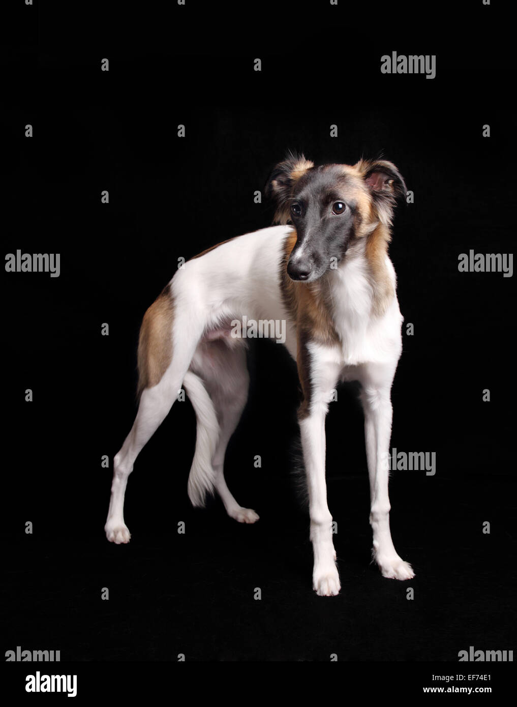 Windsprite dog hi-res stock photography and images - Alamy