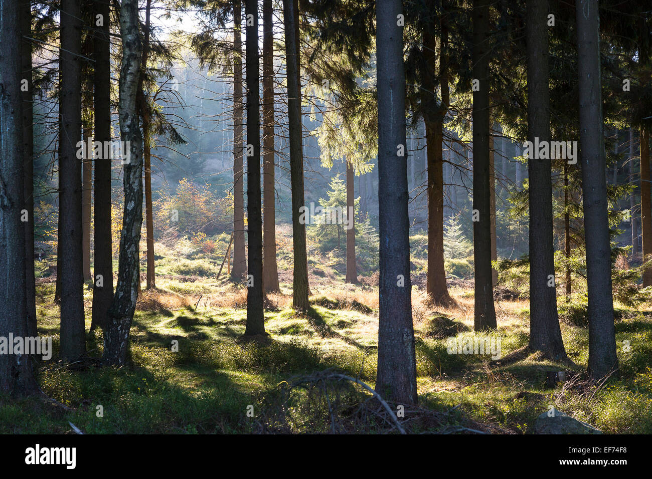 Pine spruce forest sunlight hi-res stock photography and images - Alamy