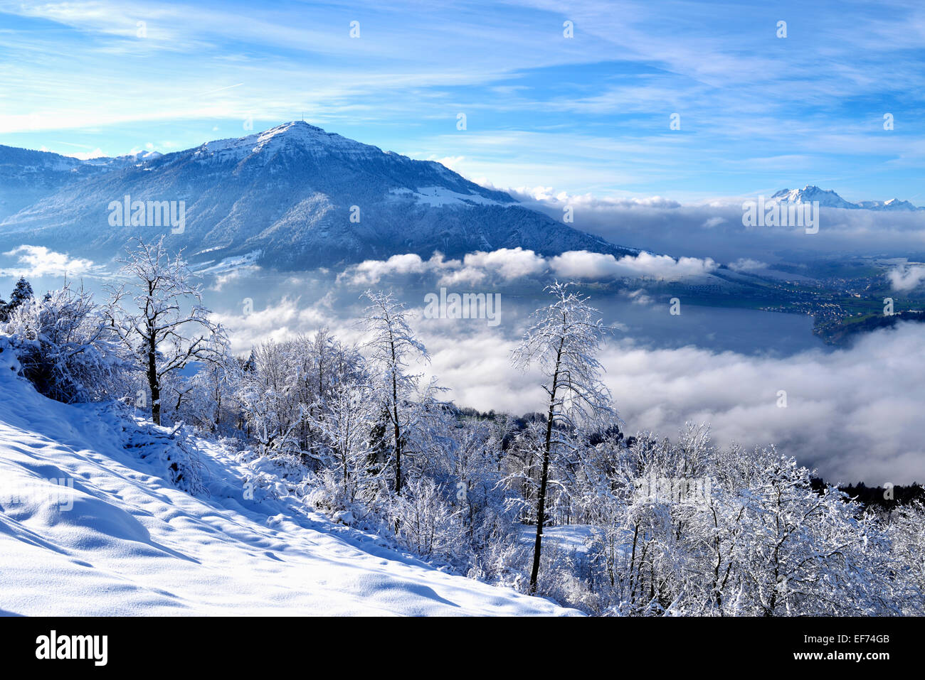 View from Zugerberg on the Rigi and Pilatus, with snow-covered trees in ...