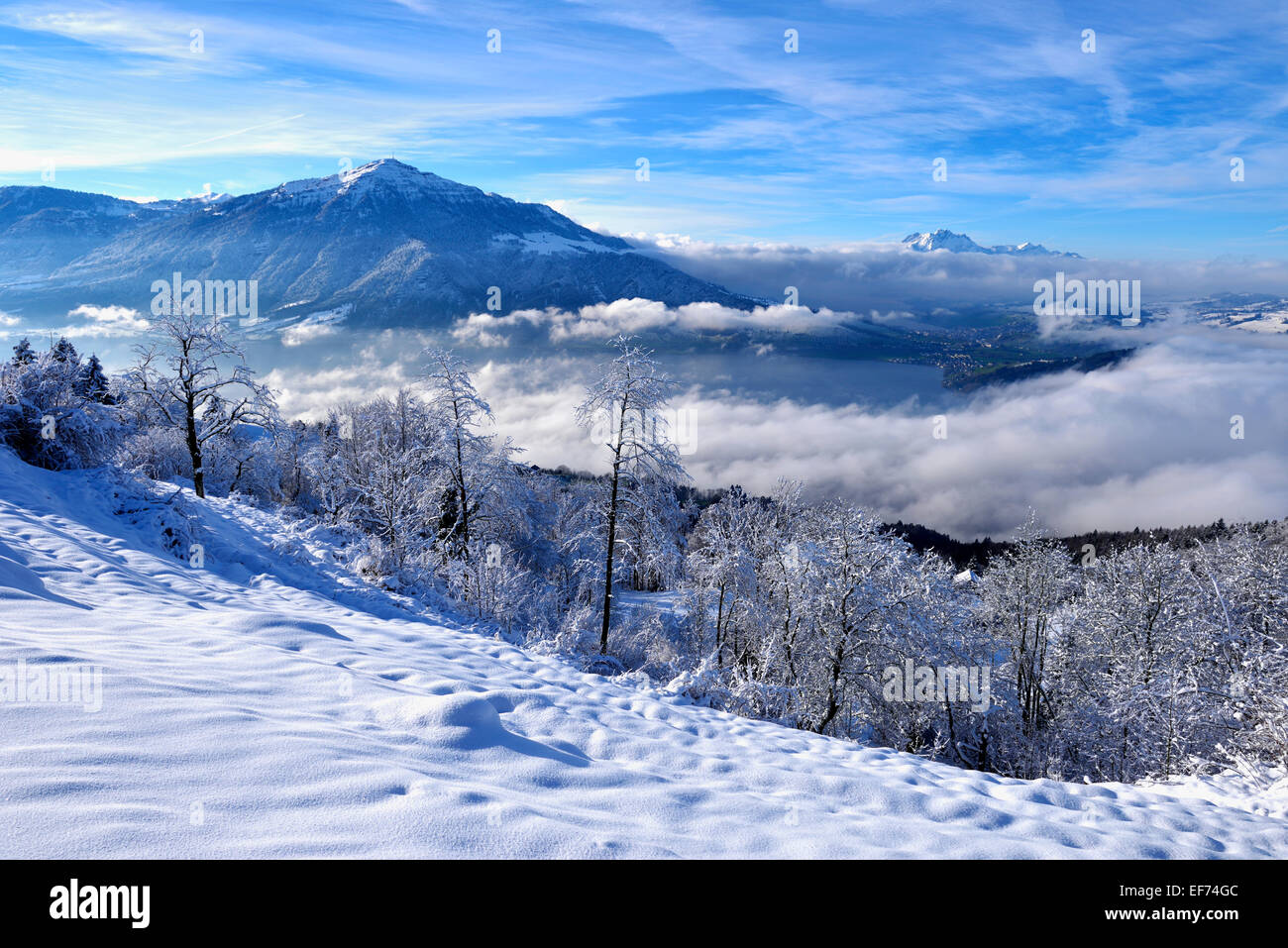 View from Zugerberg on the Rigi and Pilatus, with snow-covered trees in ...