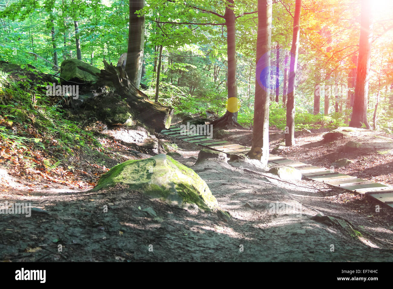 Wood thicket hi-res stock photography and images - Alamy