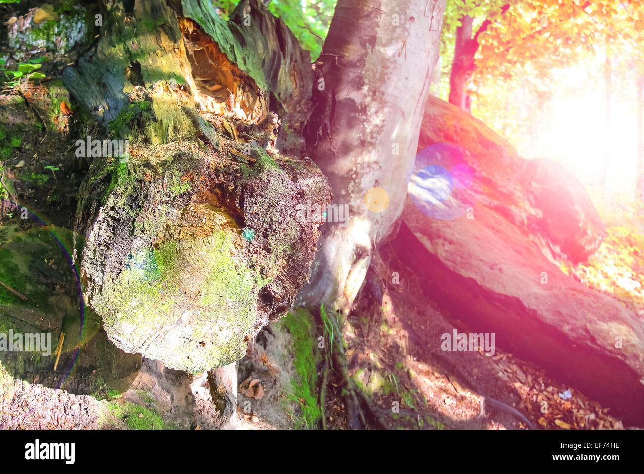 Wood thicket hi-res stock photography and images - Alamy