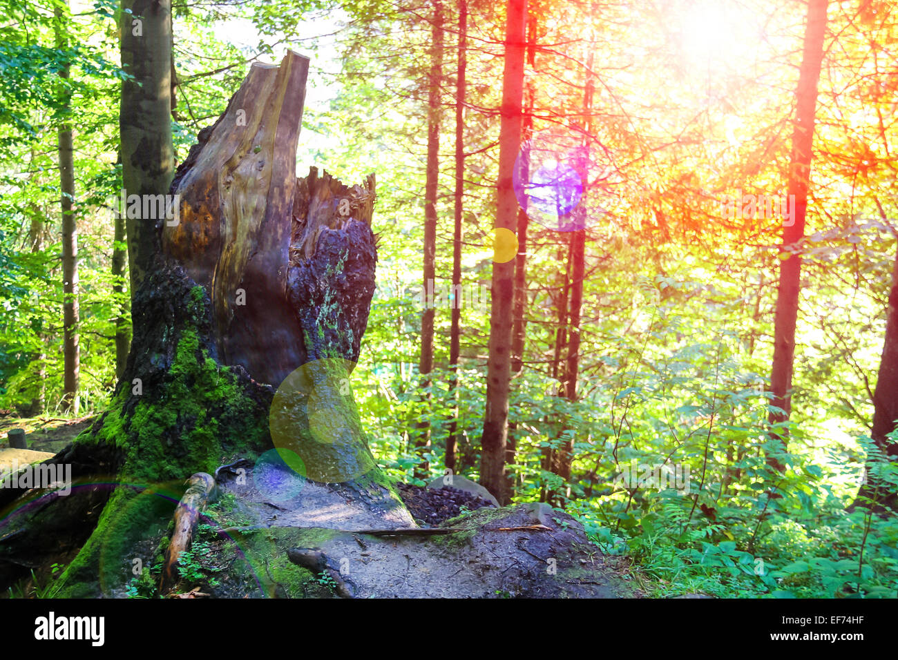 The sun's rays in a summer wood thicket Stock Photo - Alamy