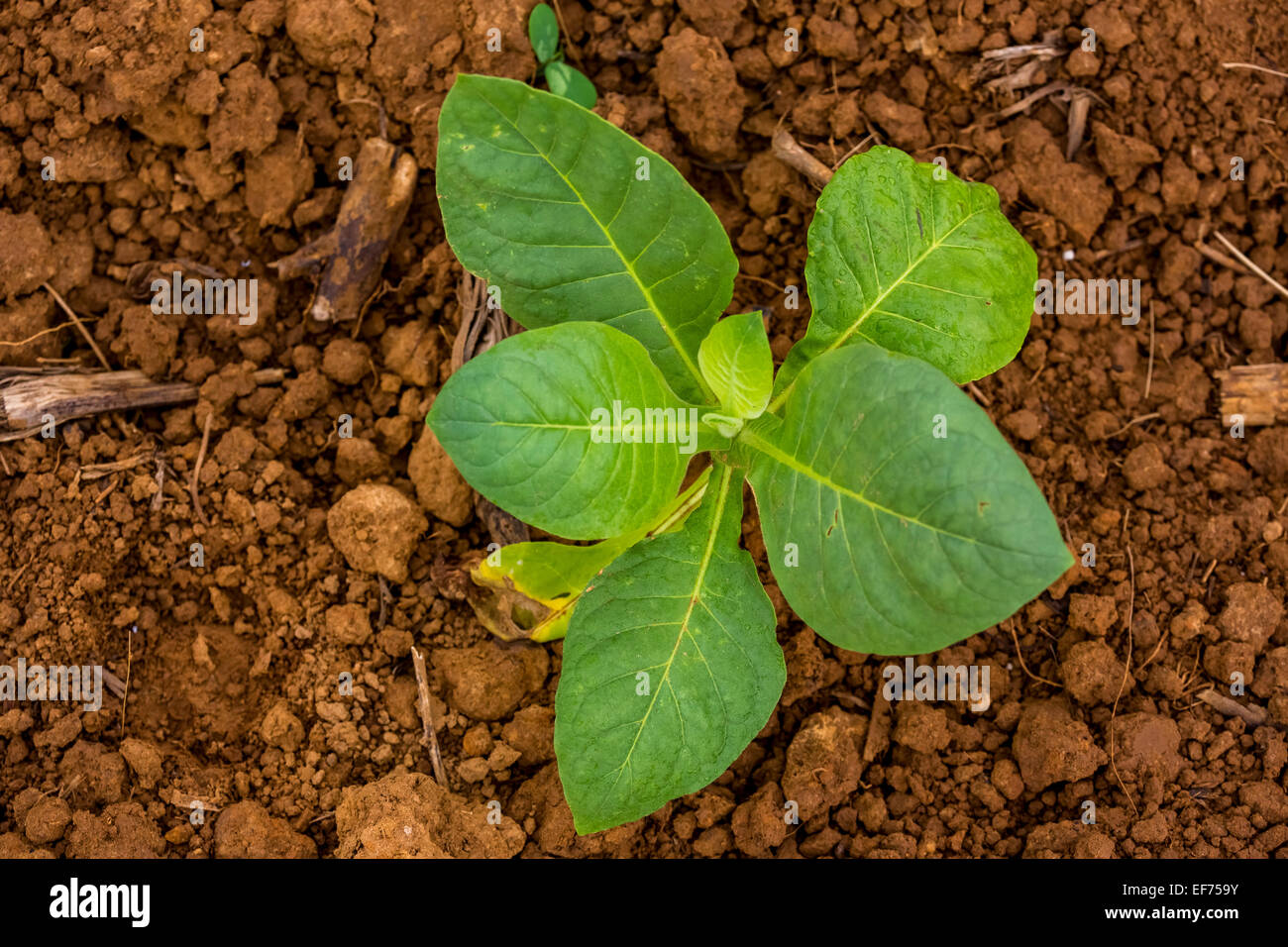 Tobacco Plant Pictures