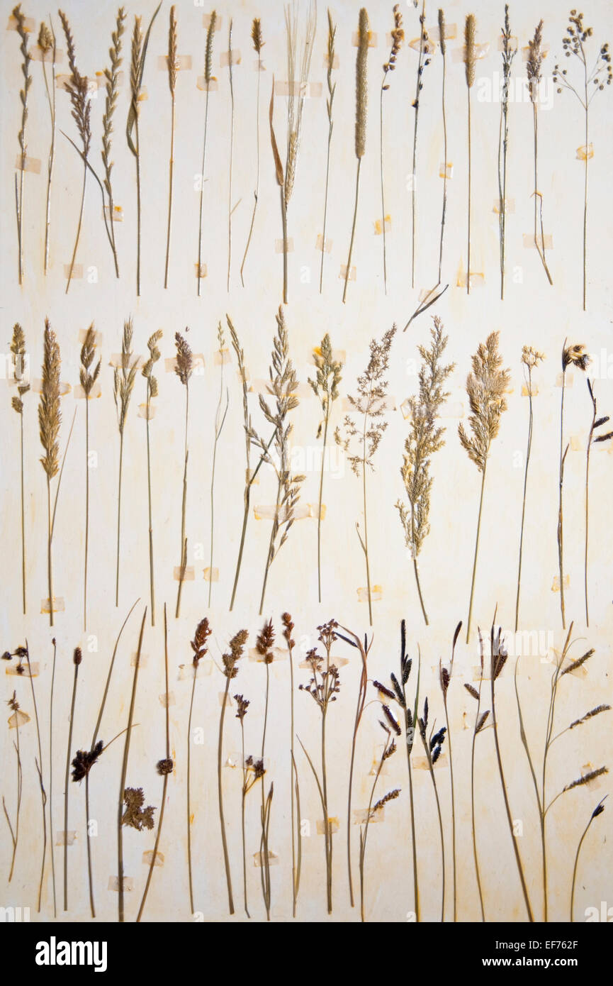 Herbariums hi-res stock photography and images - Alamy