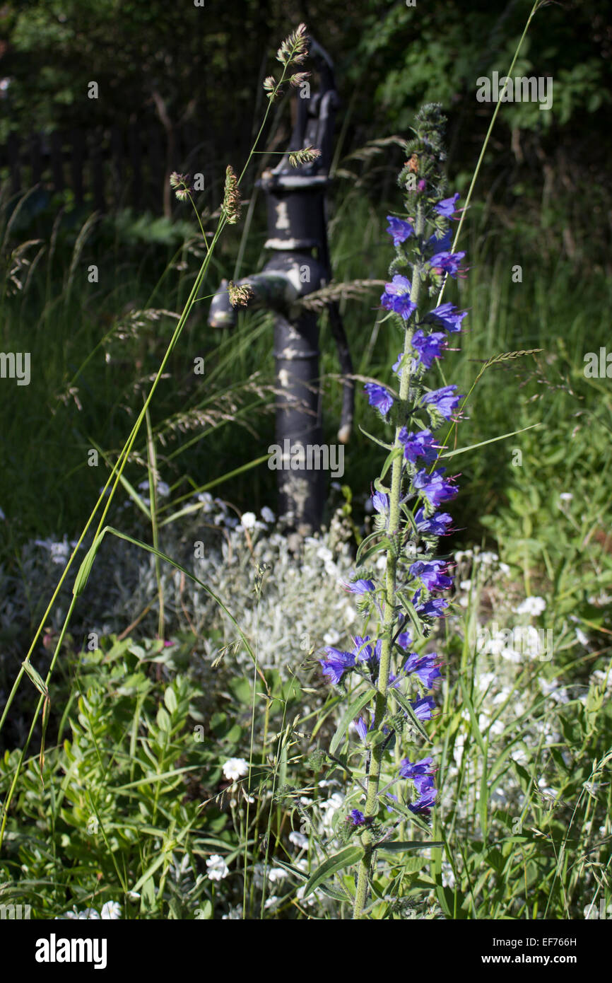 Swedish garden flowers hi-res stock photography and images - Alamy