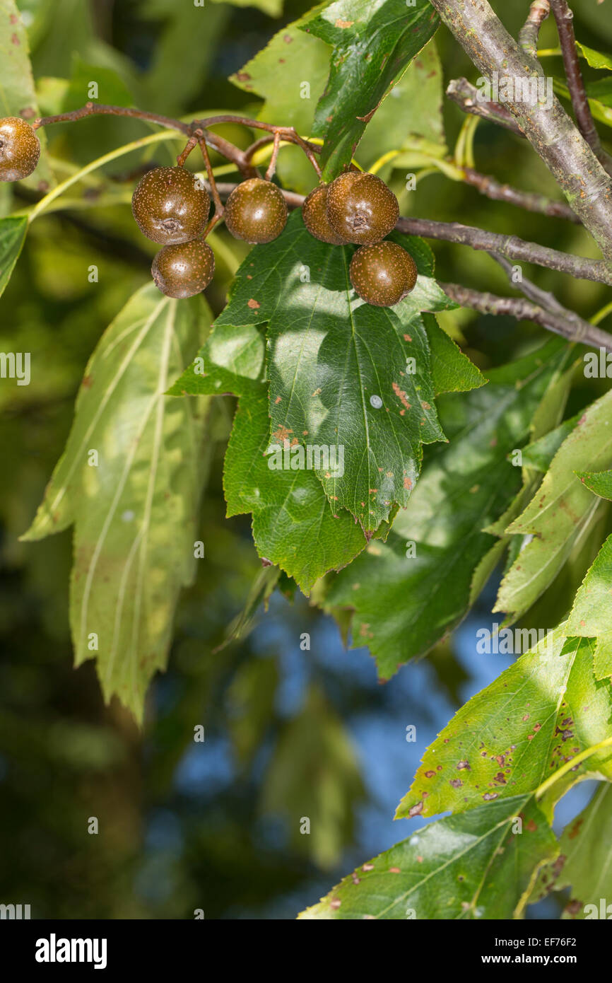 Wild Service Tree Sorbus Torminalis High Resolution Stock Photography ...
