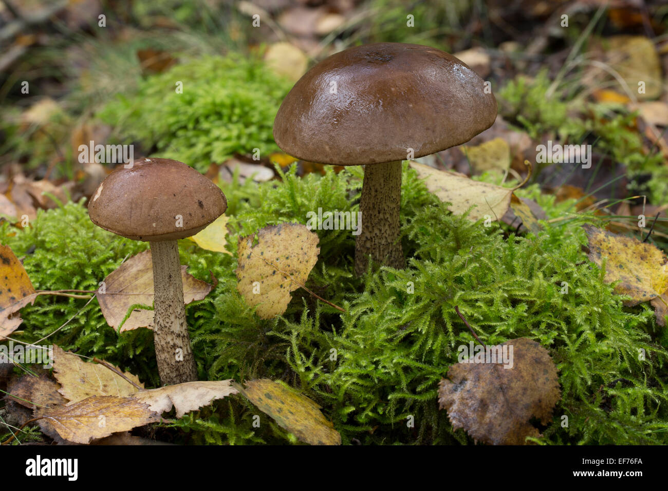 Bolet rude hi-res stock photography and images - Alamy
