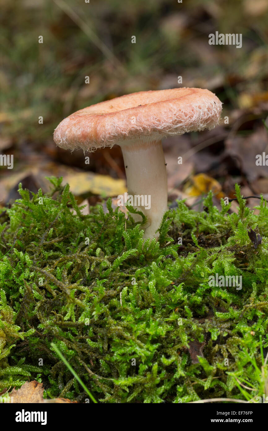 Woolly milkcap, bearded milkcap, Birken-Milchling, Birken-Reizker ...