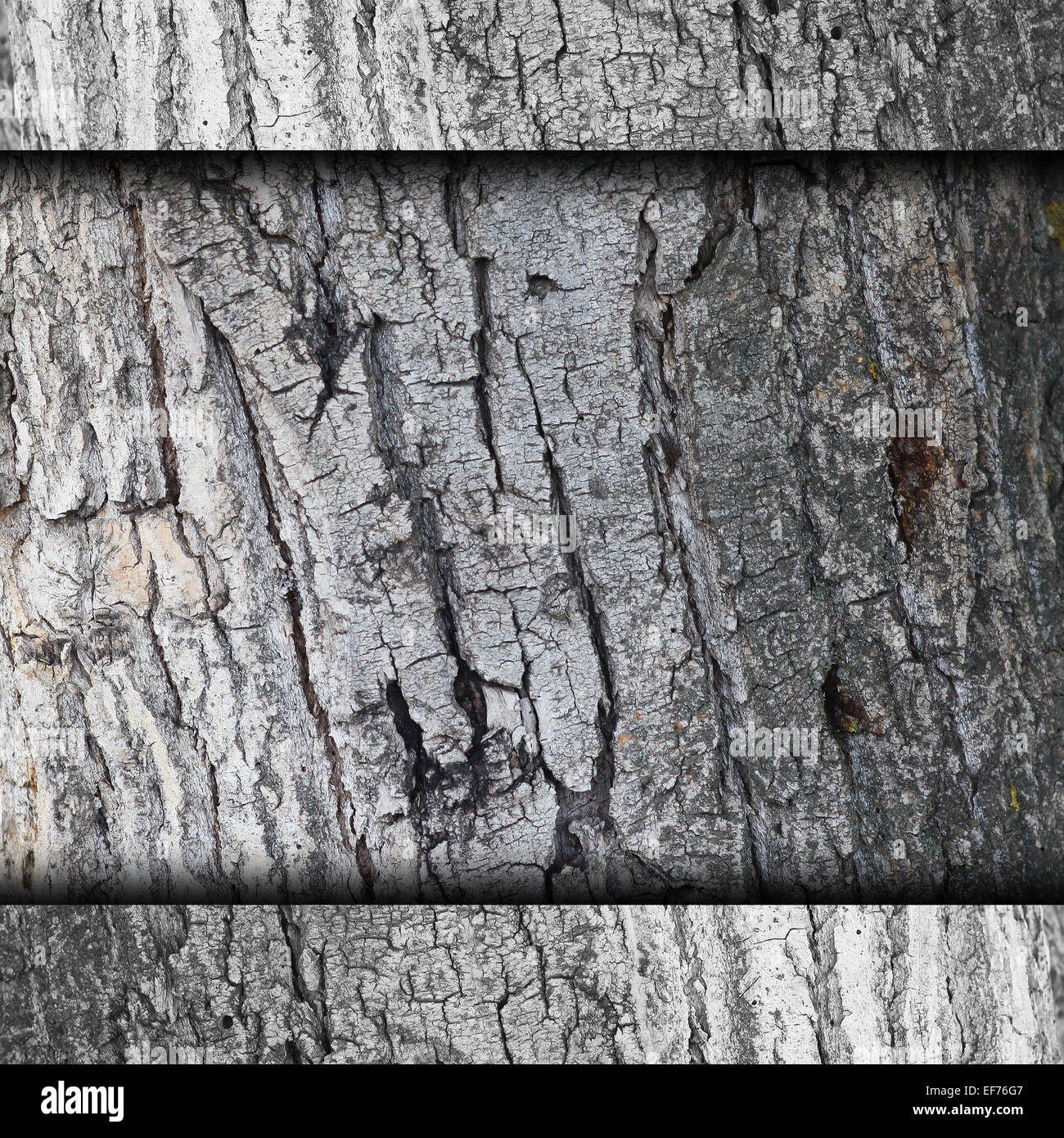 background bark tree wall grunge fabric abstract stone texture w Stock ...