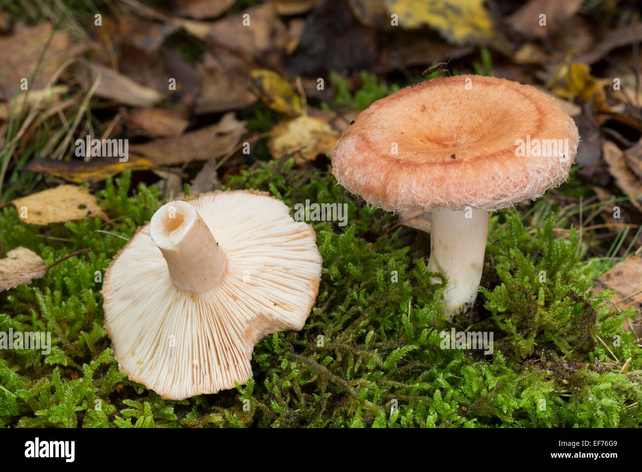 Bearded milkcap hi-res stock photography and images - Alamy