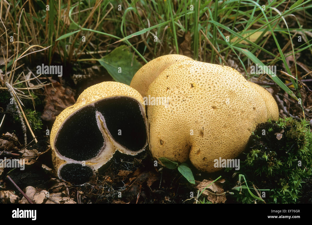 Mushrooms poisonous common earthball scleroderma hi-res stock ...