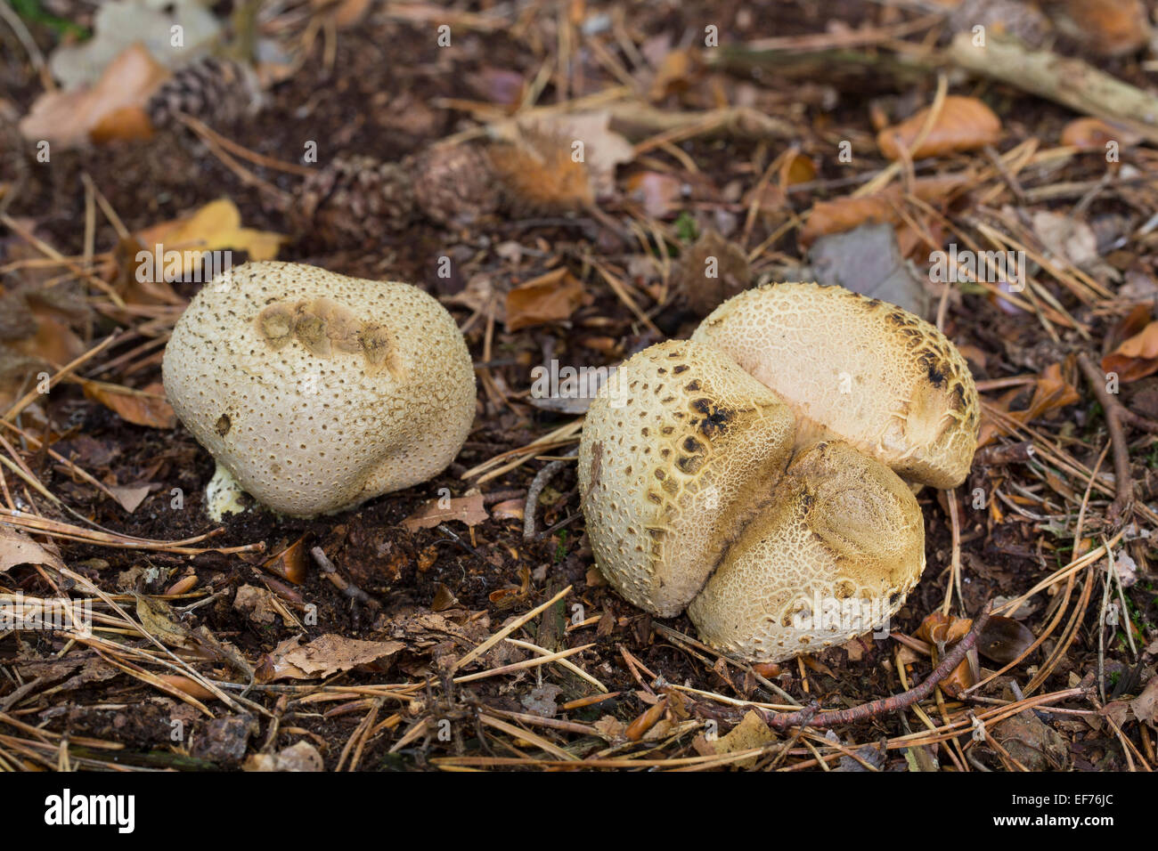 Common earthball, pigskin poison puffball, earth ball, Dickschaliger ...