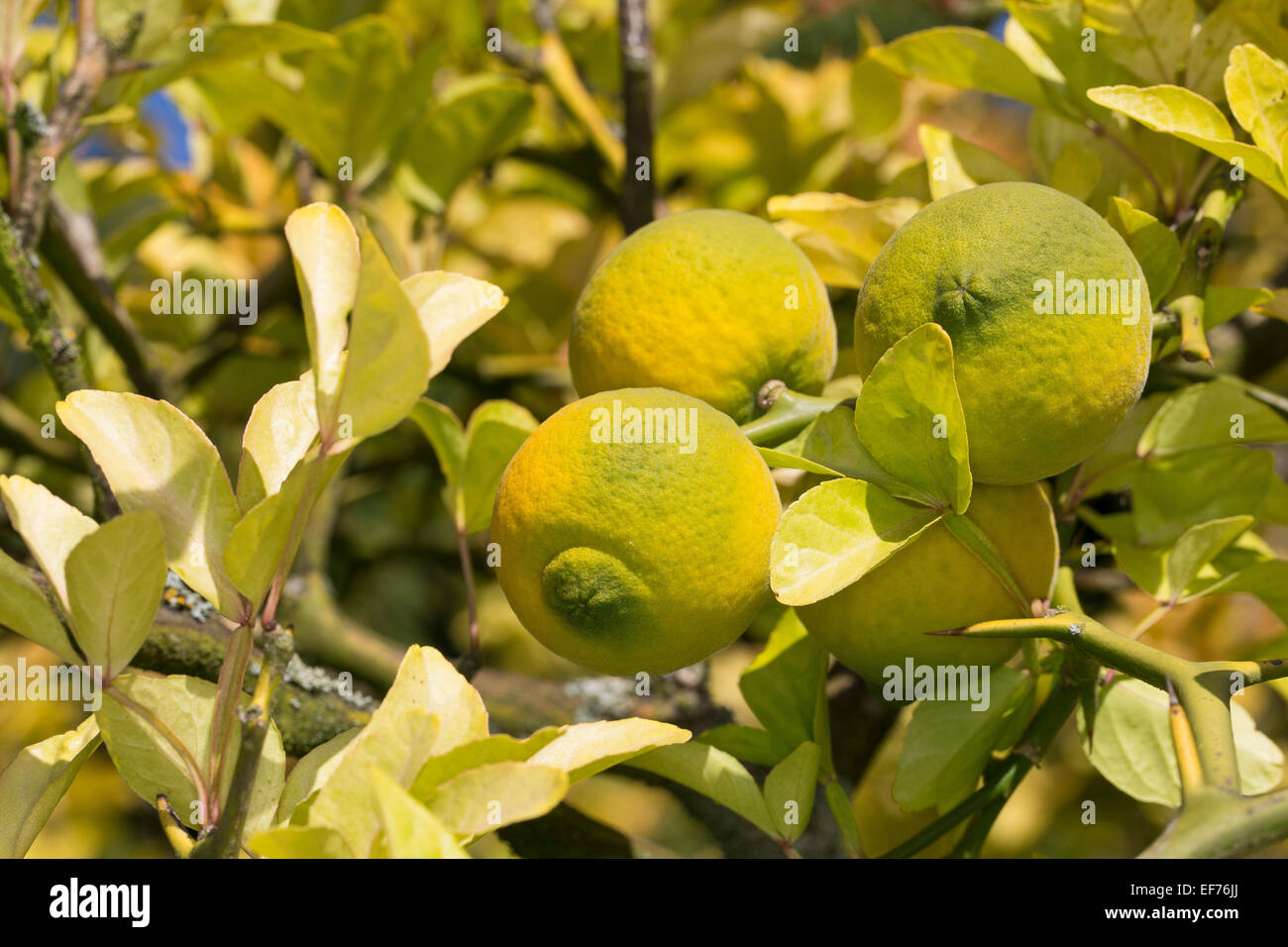 Trifoliate Orange, fruit, Bitter-Orange, Bitterorange, Früchte ...