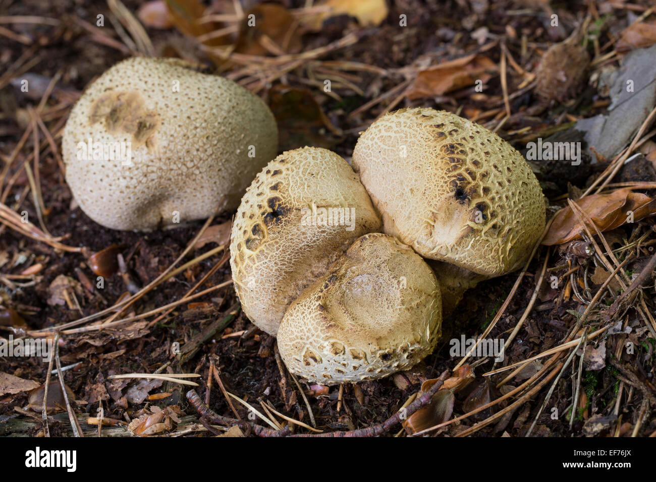 Common earth ball fungus scleroderma hi-res stock photography and ...