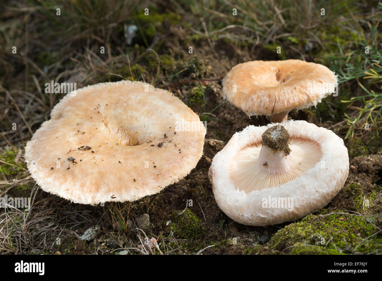 Downy milk cap, bearded milkcap, Lactarius pubescens, Lactarius albus ...