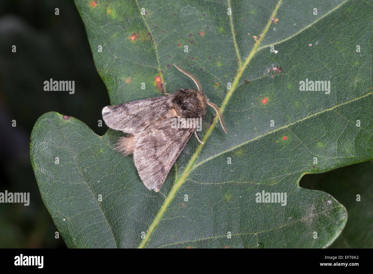 Oak Processionary, oak processionary moth, Eichen-Prozessionsspinner ...