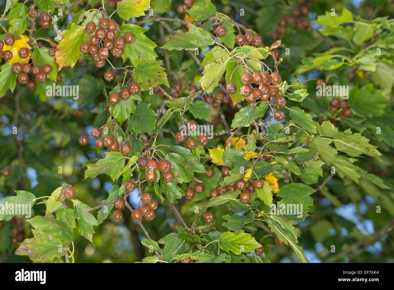 Wild Service Tree, fruit, Elsbeere, Elzbeere, Früchte, Sorbus ...