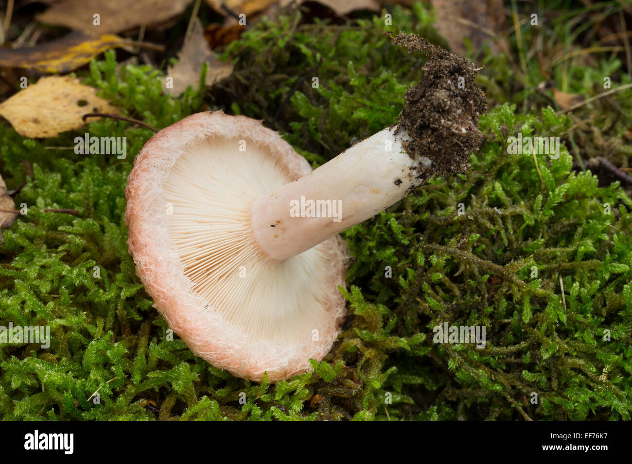 Woolly milkcap, bearded milkcap, Birken-Milchling, Birken-Reizker ...
