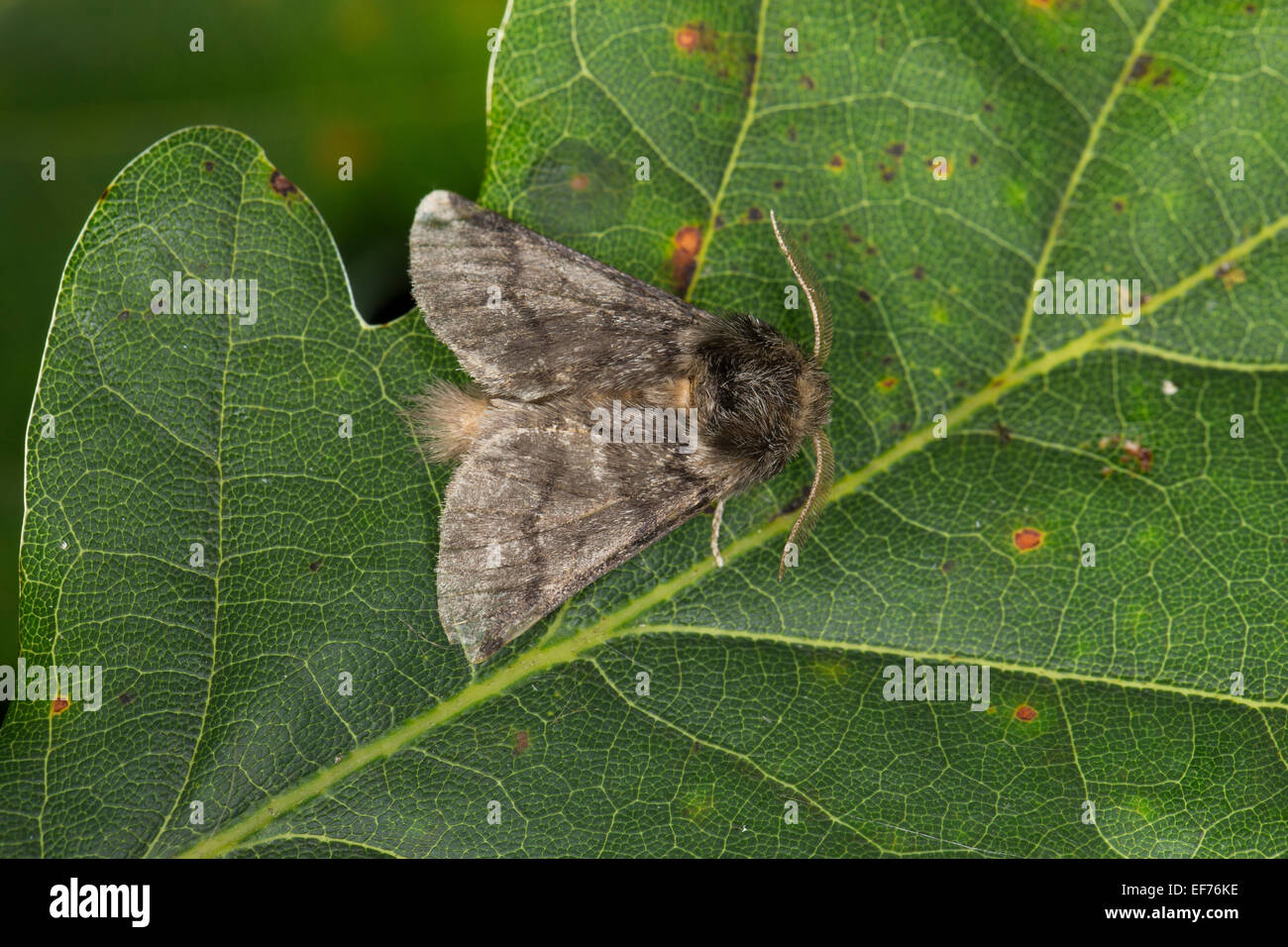 Oak processionary moth hi-res stock photography and images - Alamy