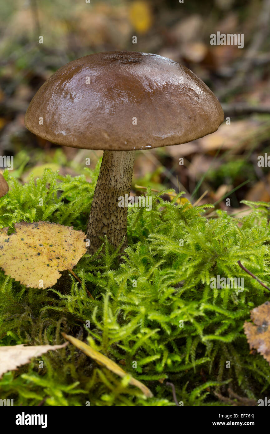 Birch bolete, Birkenpilz, Birkenröhrling, Kapuziner, Leccinum scabrum ...