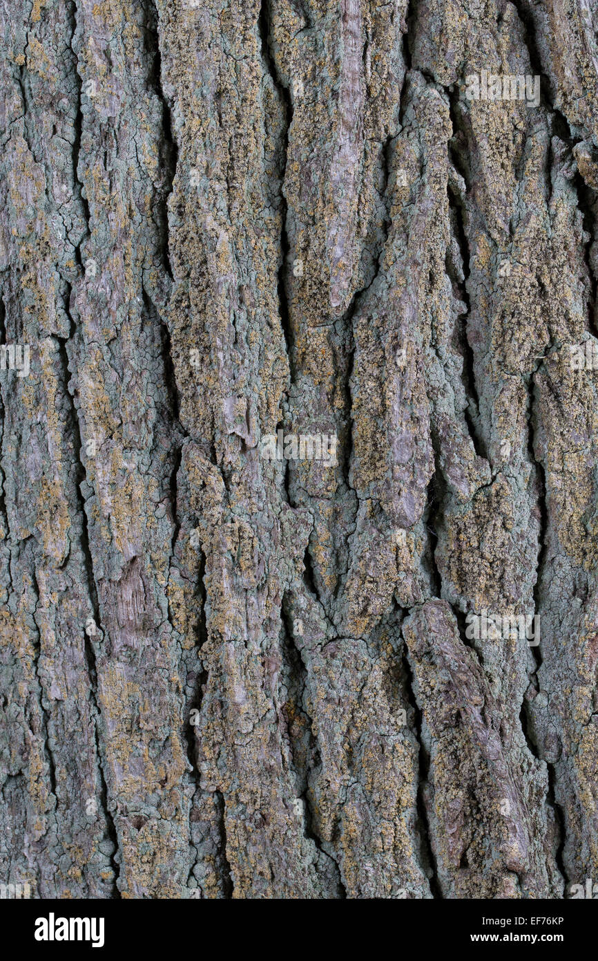 English Oak, bark, rind, Stiel-Eiche, Stieleiche, Eiche, Stamm, Borke ...