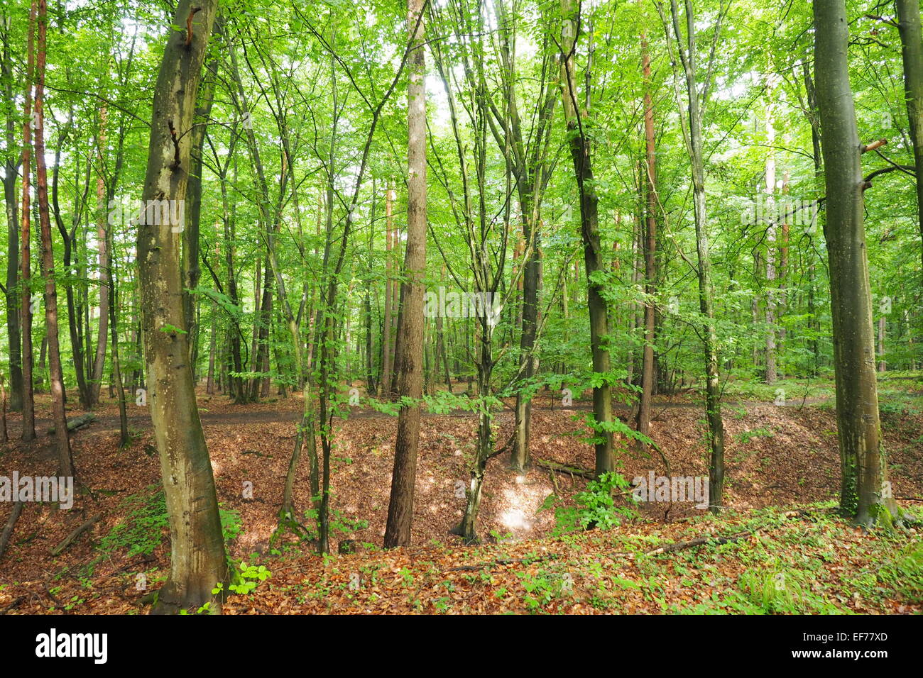 European forest in Germany Stock Photo - Alamy