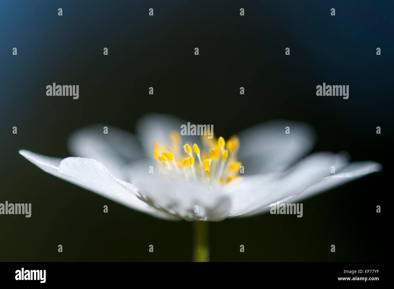 Anemone Sylvestris (Wood Anemone) in side view with soft white petals ...
