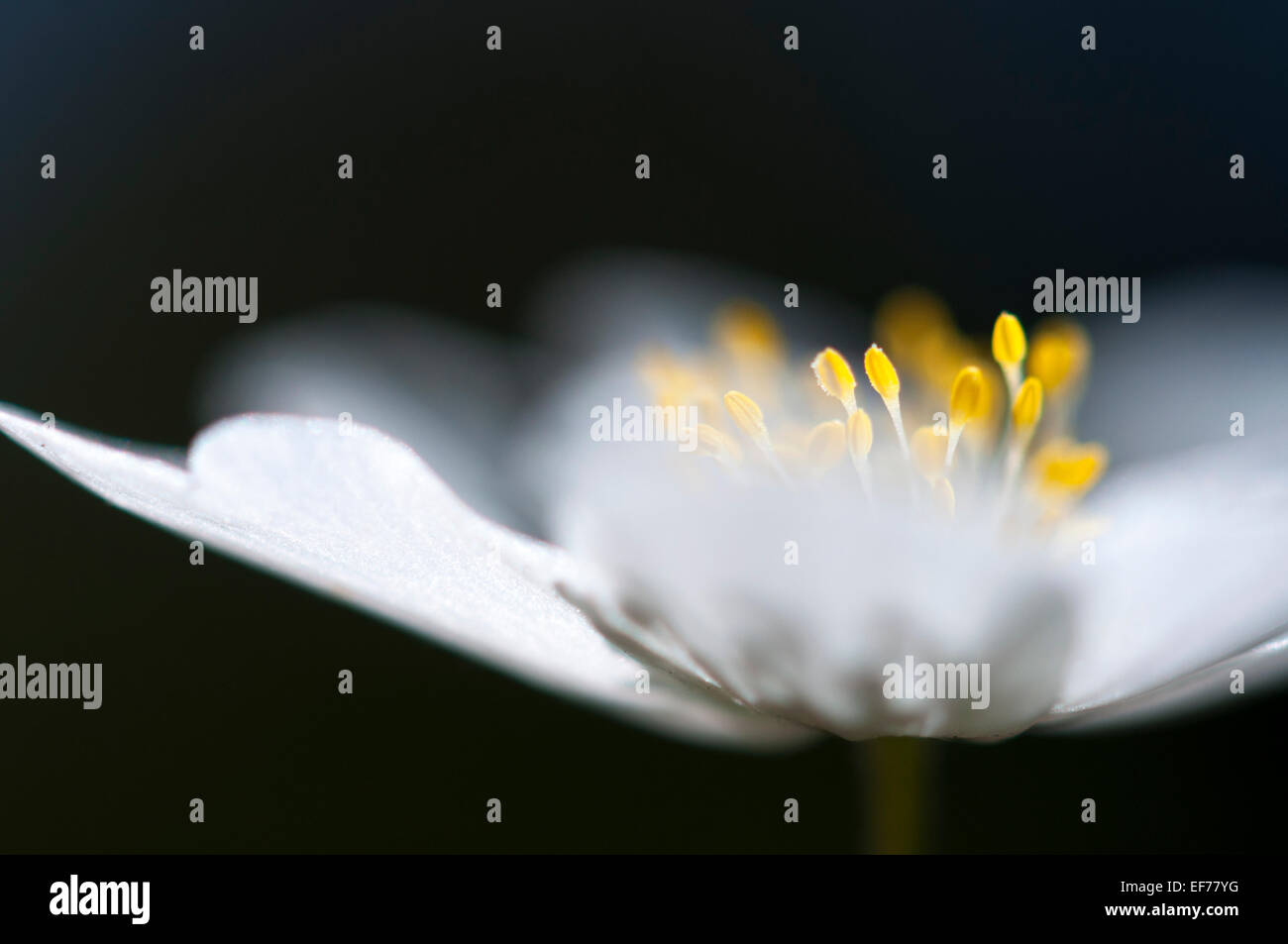 Anemone Sylvestris (Wood Anemone) in side view with soft white petals ...
