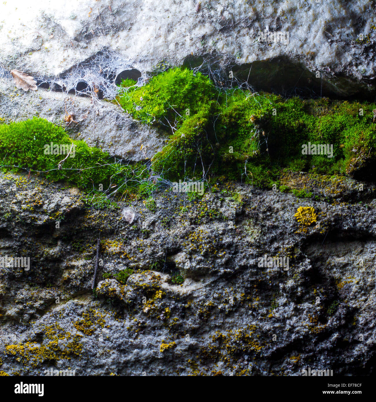 natural texture of the cave with moss and cobwebs Stock Photo - Alamy