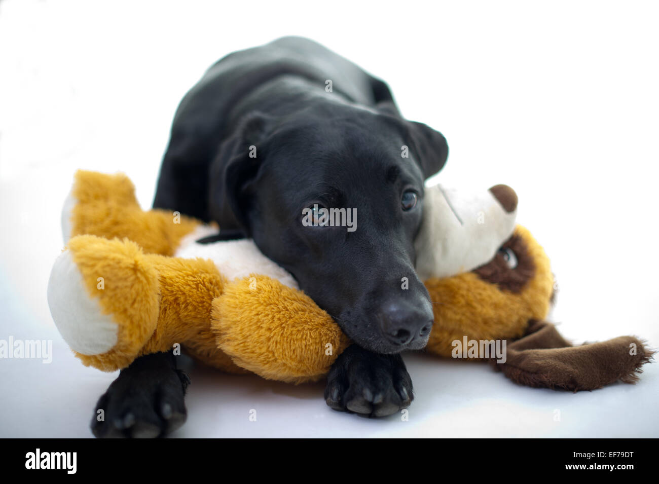 Black labrador with toy hi-res stock photography and images - Alamy