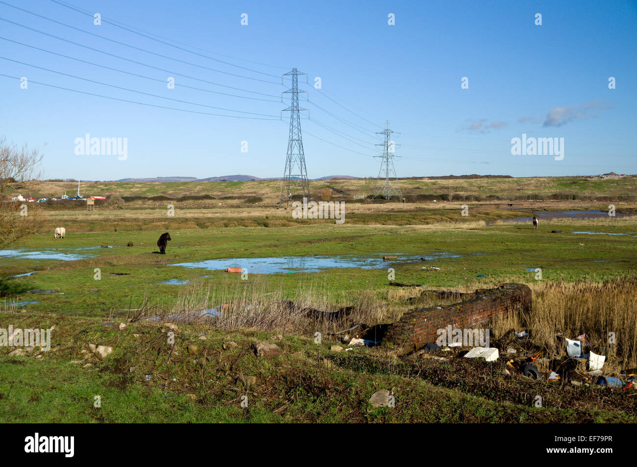 Horses grazing on waste land, Pengam Moors, Cardiff, Wales, UK Stock ...