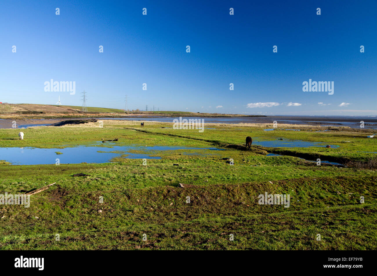 Horses grazing on waste land, Pengam Moors, Cardiff, Wales, UK Stock ...